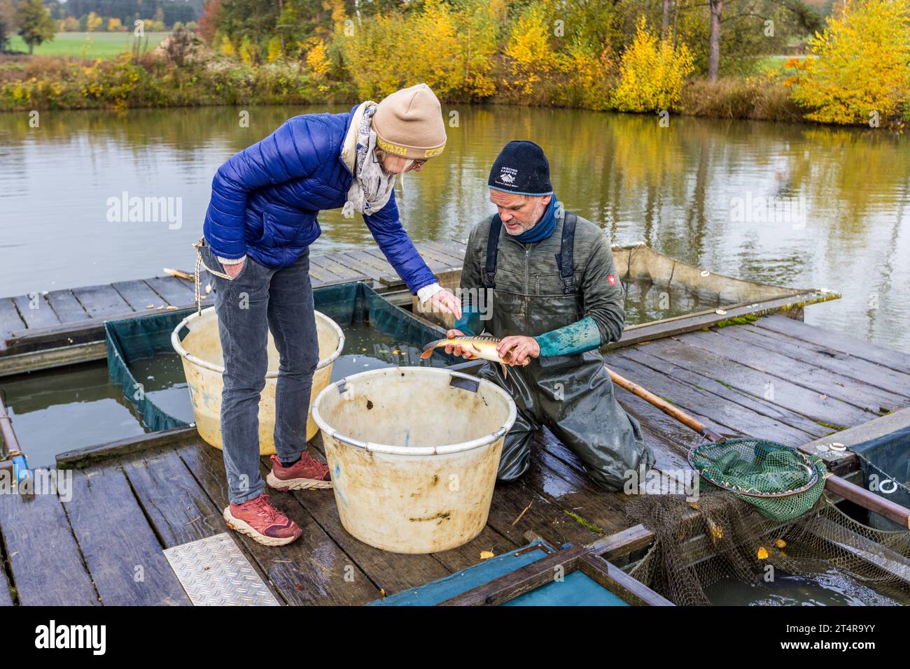 Pond keeper Thomas Beer shows a mirror carp. It is a special breed with ...
