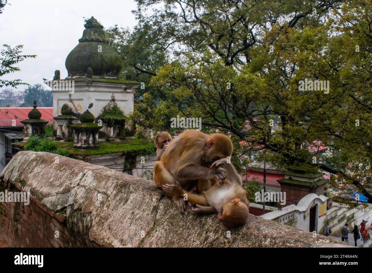 Kathmandu, Nepal: monkeys on one of the 518 mini temples in the complex ...