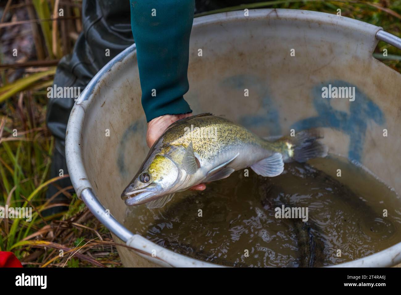 Pikeperch from a farm pond in the Upper Palatinate. The edible fish is ...