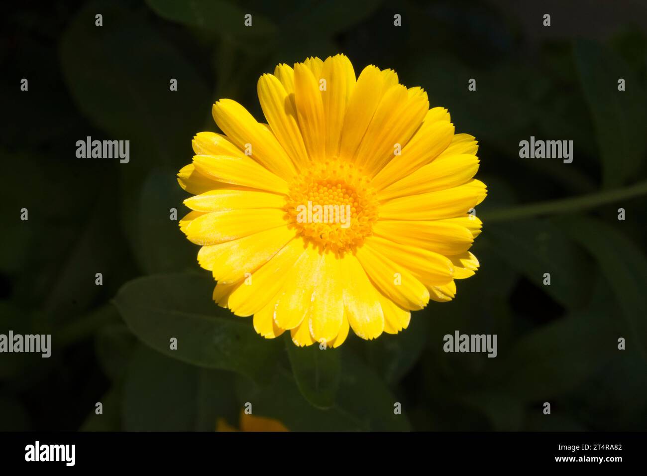 Prado de colores hi-res stock photography and images - Alamy