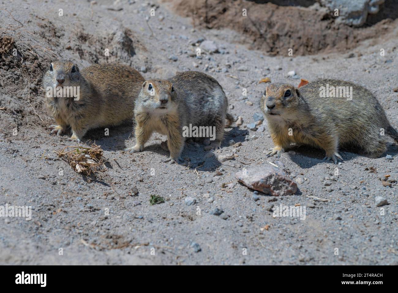 Three mountain gopher (Caucasian gopher, Spermophilus musicus) stand ...