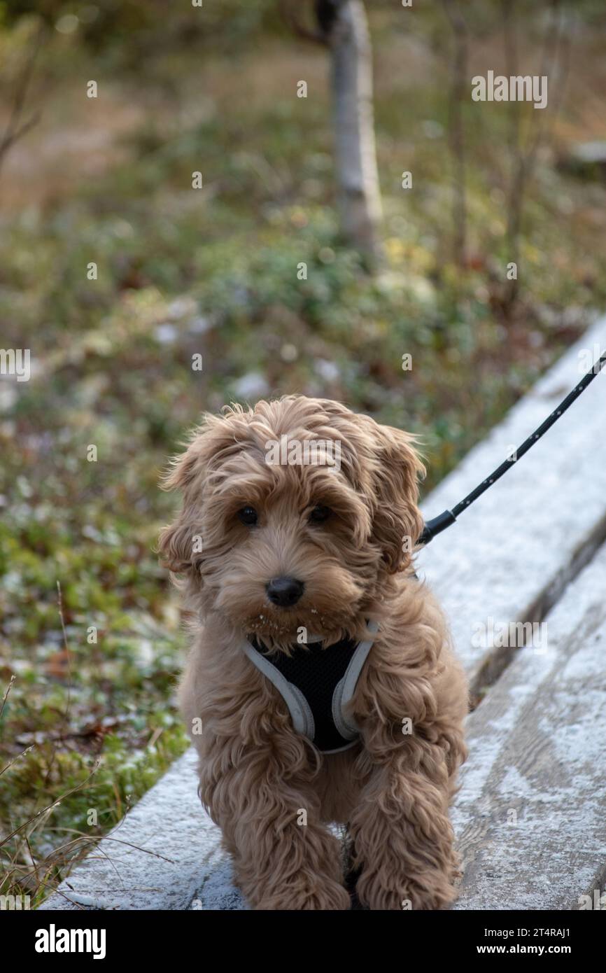 Australian Labradoodle puppy, Apricot colored. On a hiking trail in the ...