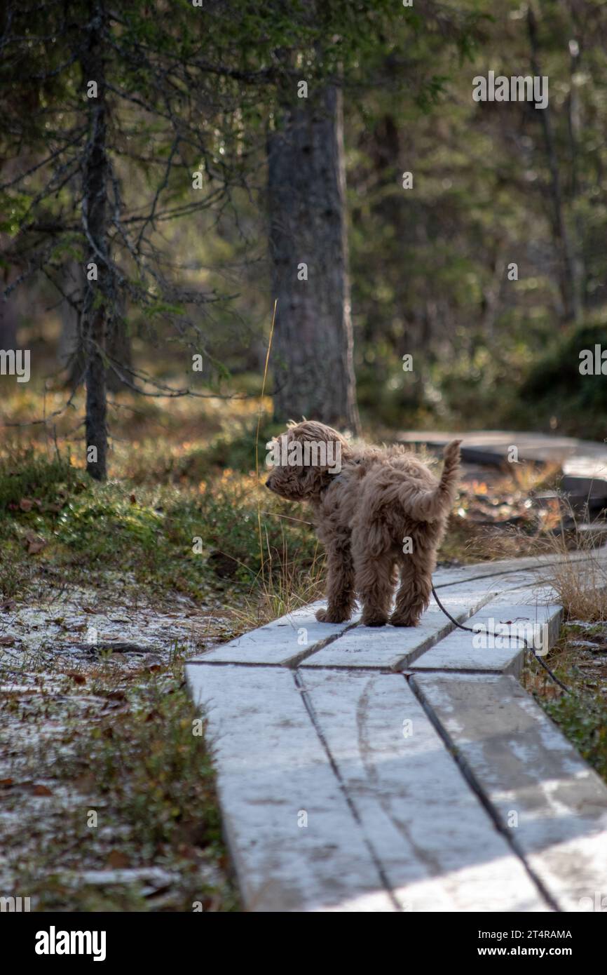 Australian Labradoodle puppy, Apricot colored. On a hiking trail in the ...