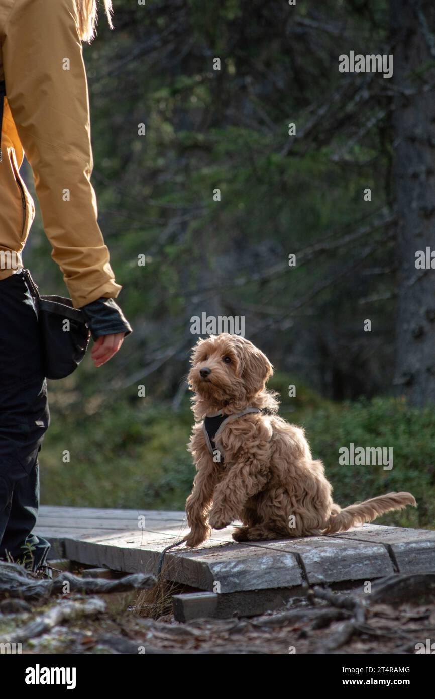 Australian Labradoodle puppy, Apricot colored. On a hiking trail in the ...