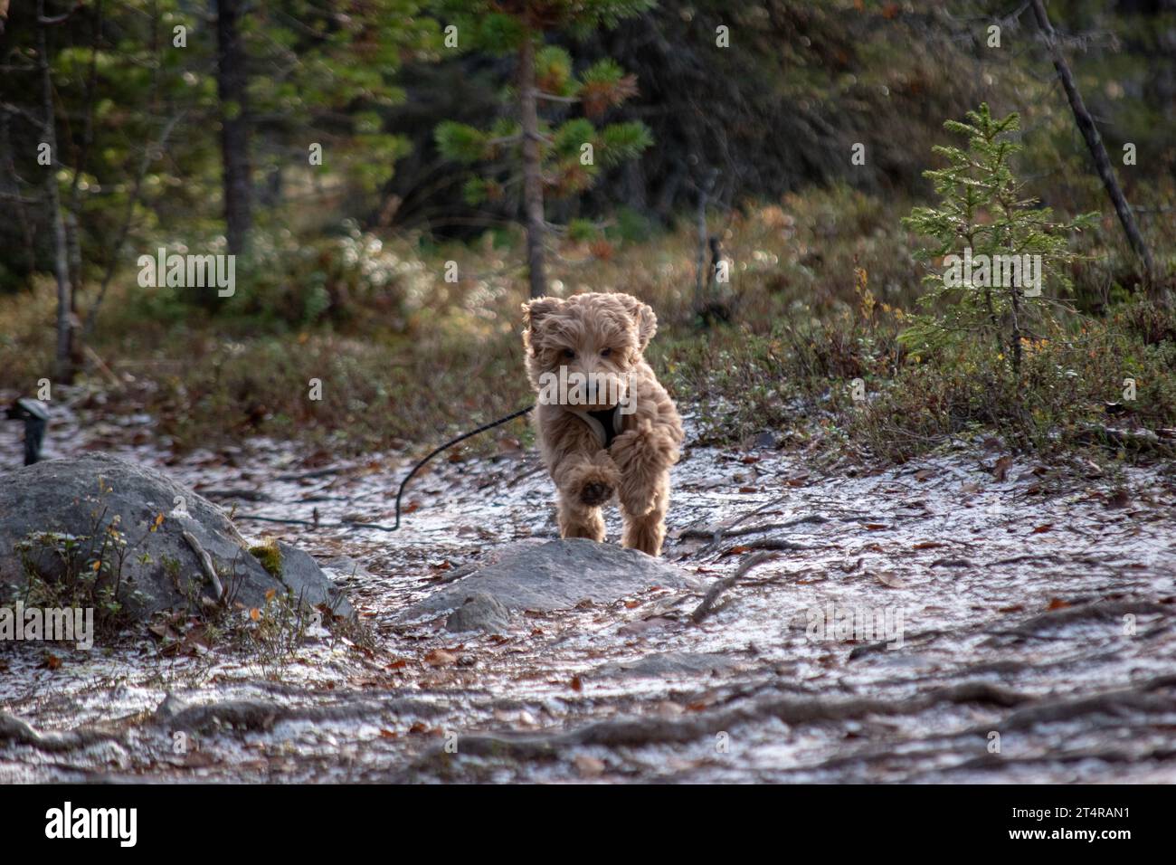 Australian Labradoodle puppy, Apricot colored. On a hiking trail in the ...