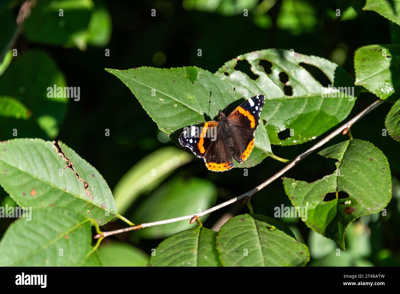Schmetterling im hintergrund hi-res stock photography and images - Alamy