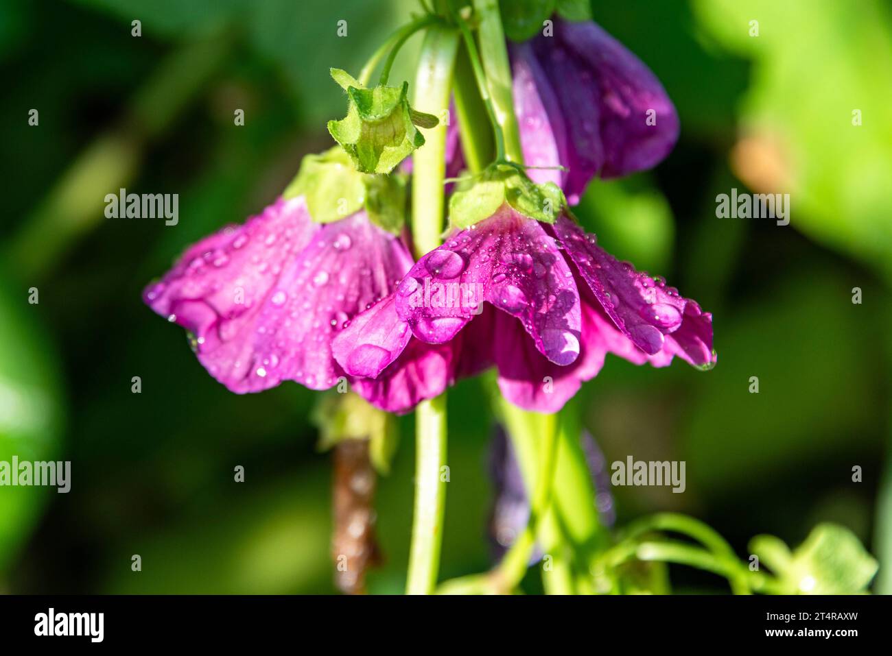 Eine lila Stockrose Alcea rosea in einem Bauerngarten nach einem Regen ...