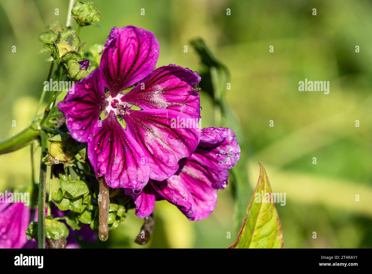 Eine lila Stockrose Alcea rosea in einem Bauerngarten nach einem Regen ...