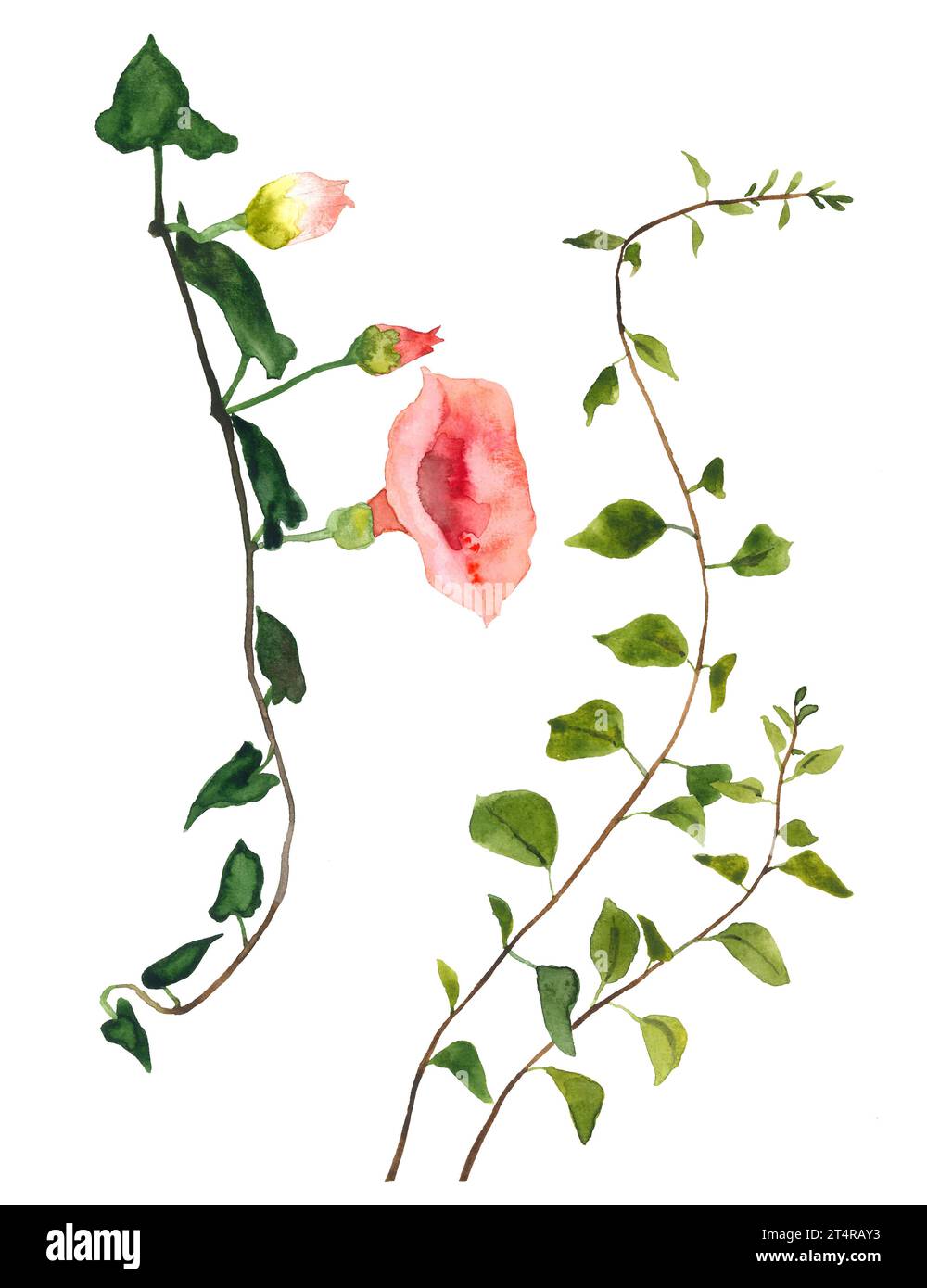 Two flower stems Cut Out Stock Images & Pictures - Alamy