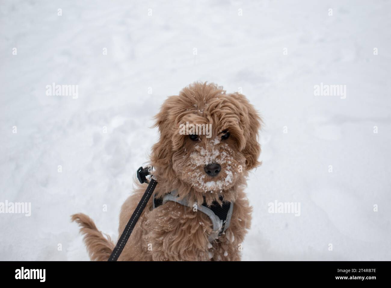 Australian Labradoodle Puppy Apricot colored fur. Winter landscape with ...