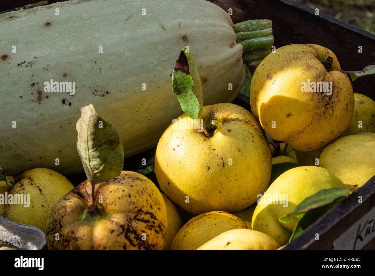 Angebote eines Obst und Gemüsestandes beim Bauernmarkt im ...