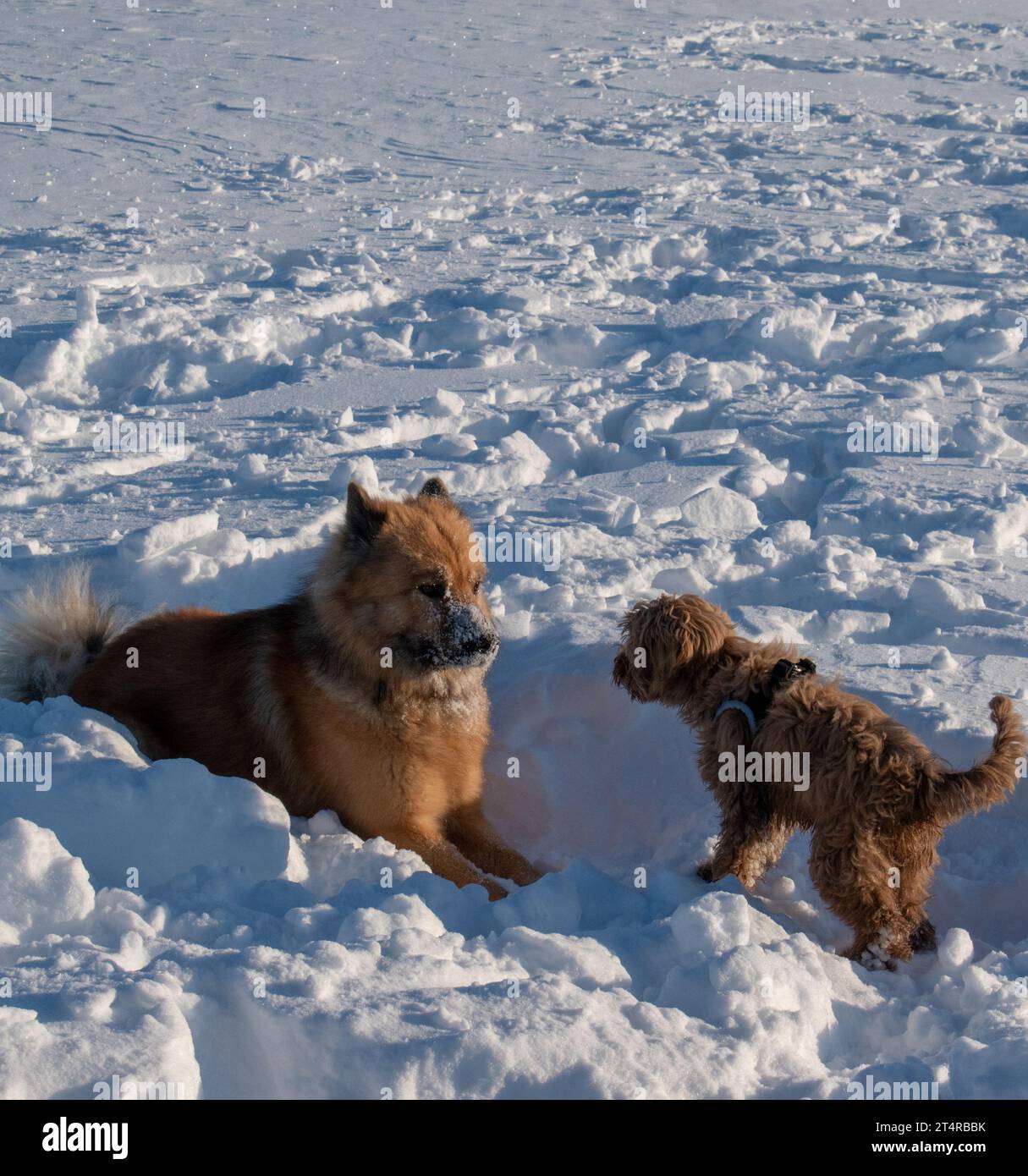 Dogs playing and running in snow. Eurasian, Labradoodle and flatcoated ...