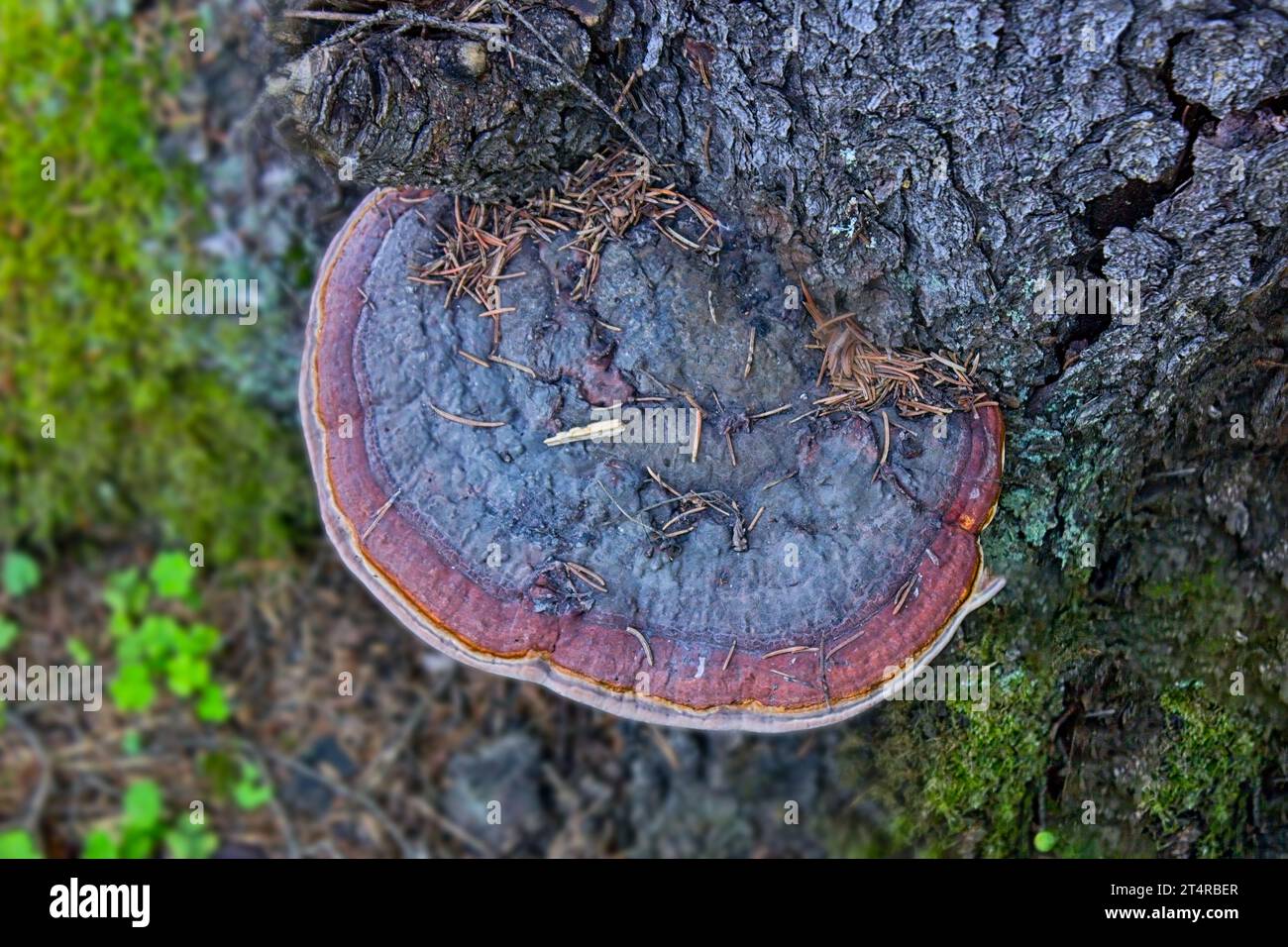 Fomitopsis pinicola, is a stem decay fungus common on softwood and ...