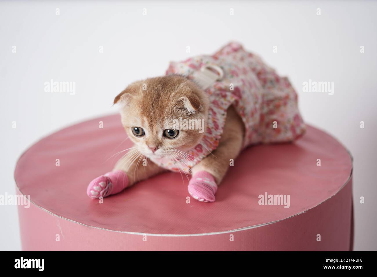 Cute little kitten wearing a dress and socks laying on a pink table ...