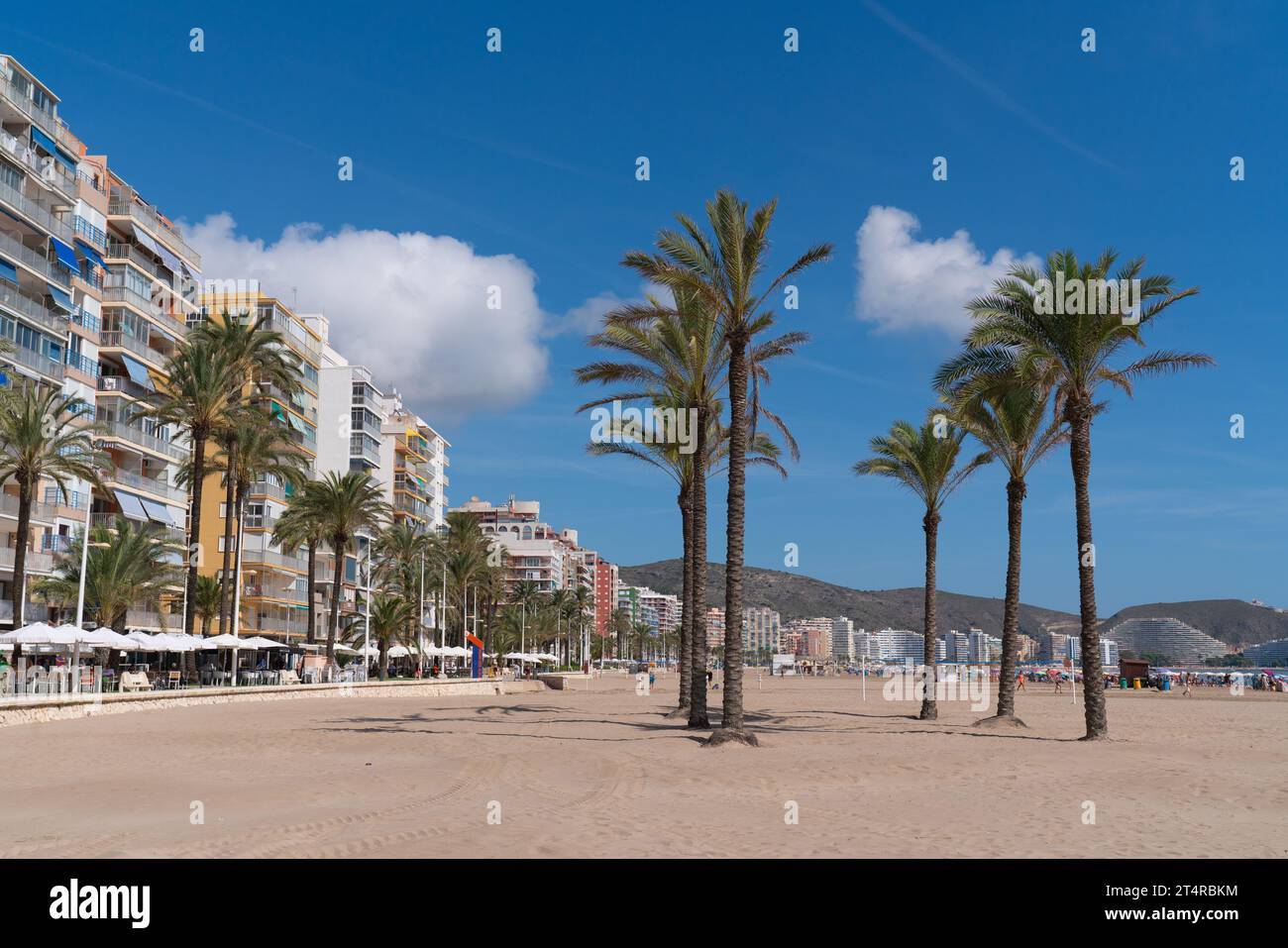 Spanish palm trees hi-res stock photography and images - Alamy