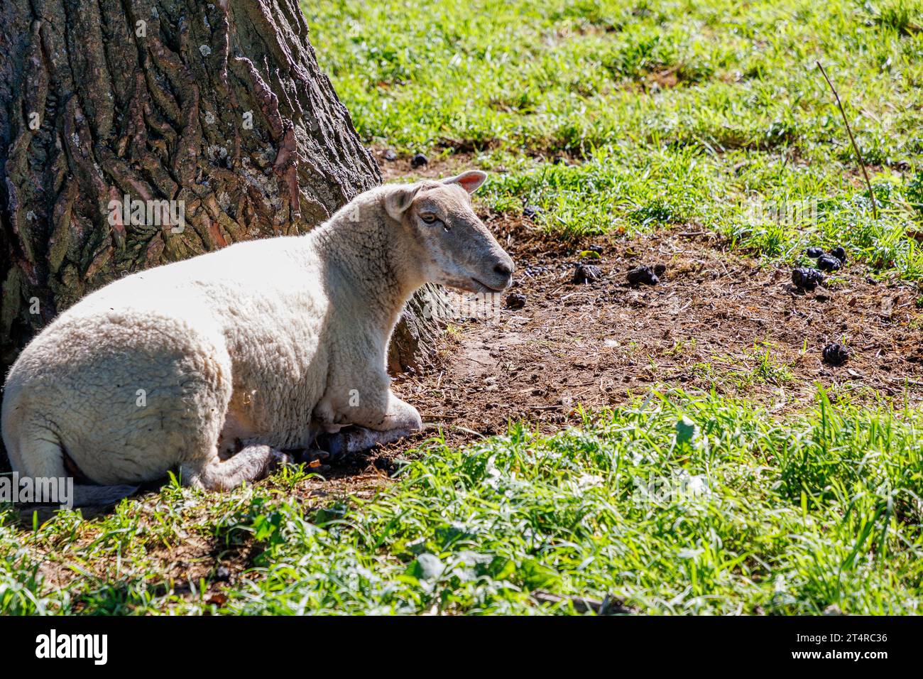 White sheep lying down from under a tree in Maasvallei nature reserve ...