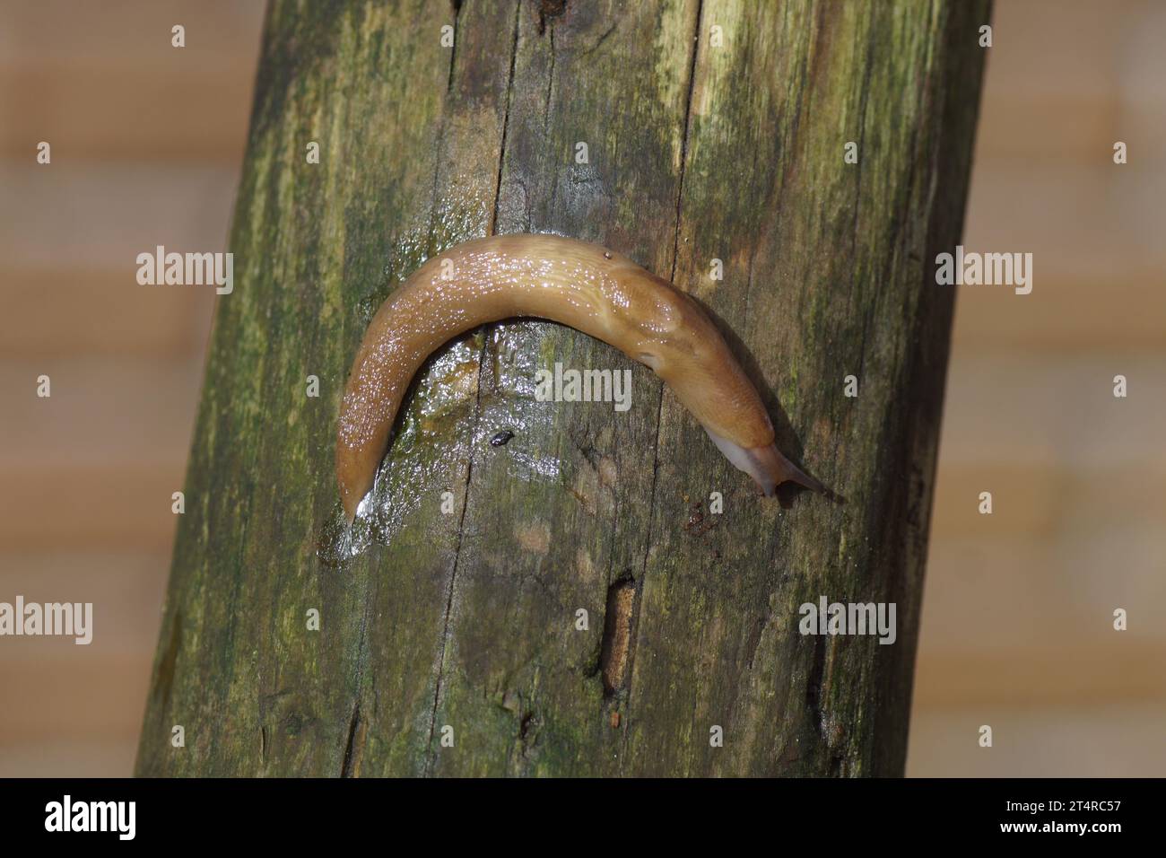 Limax family hi-res stock photography and images - Alamy