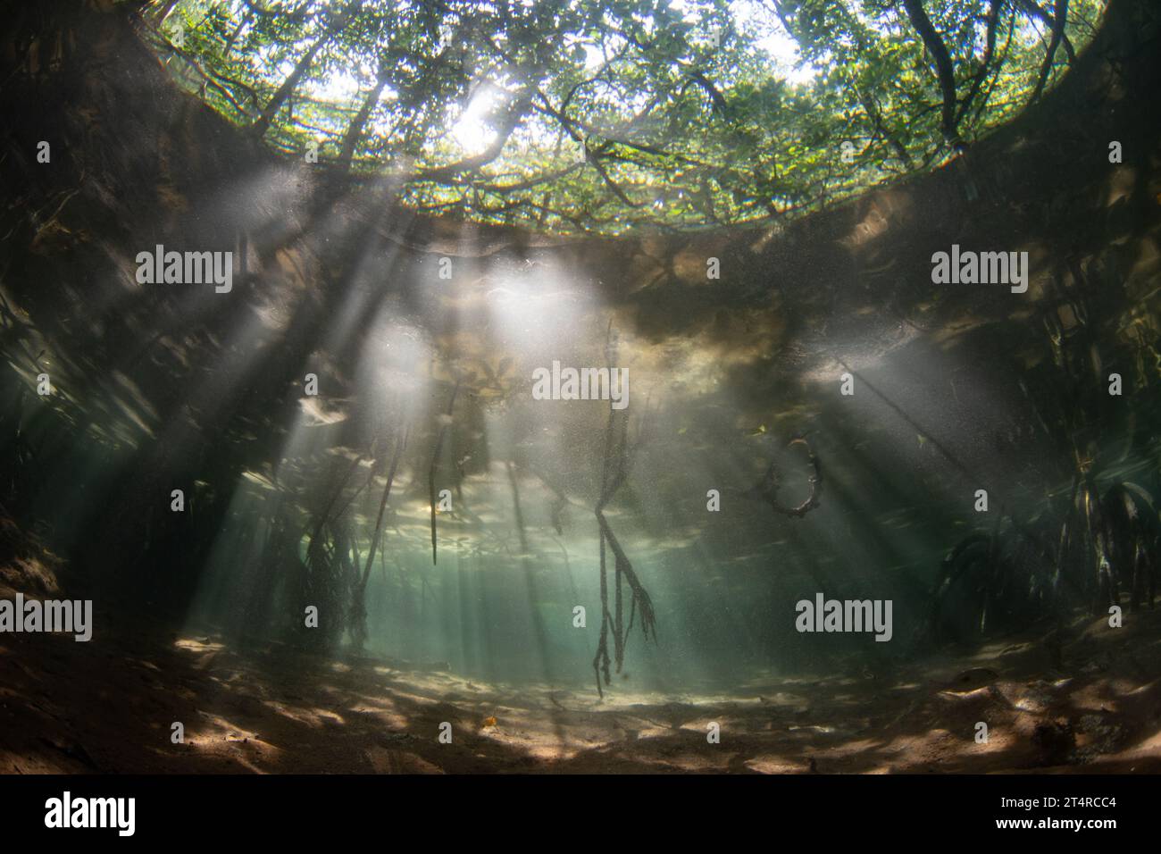Beams of sunlight filter into the shadows of a mangrove forest in Raja ...