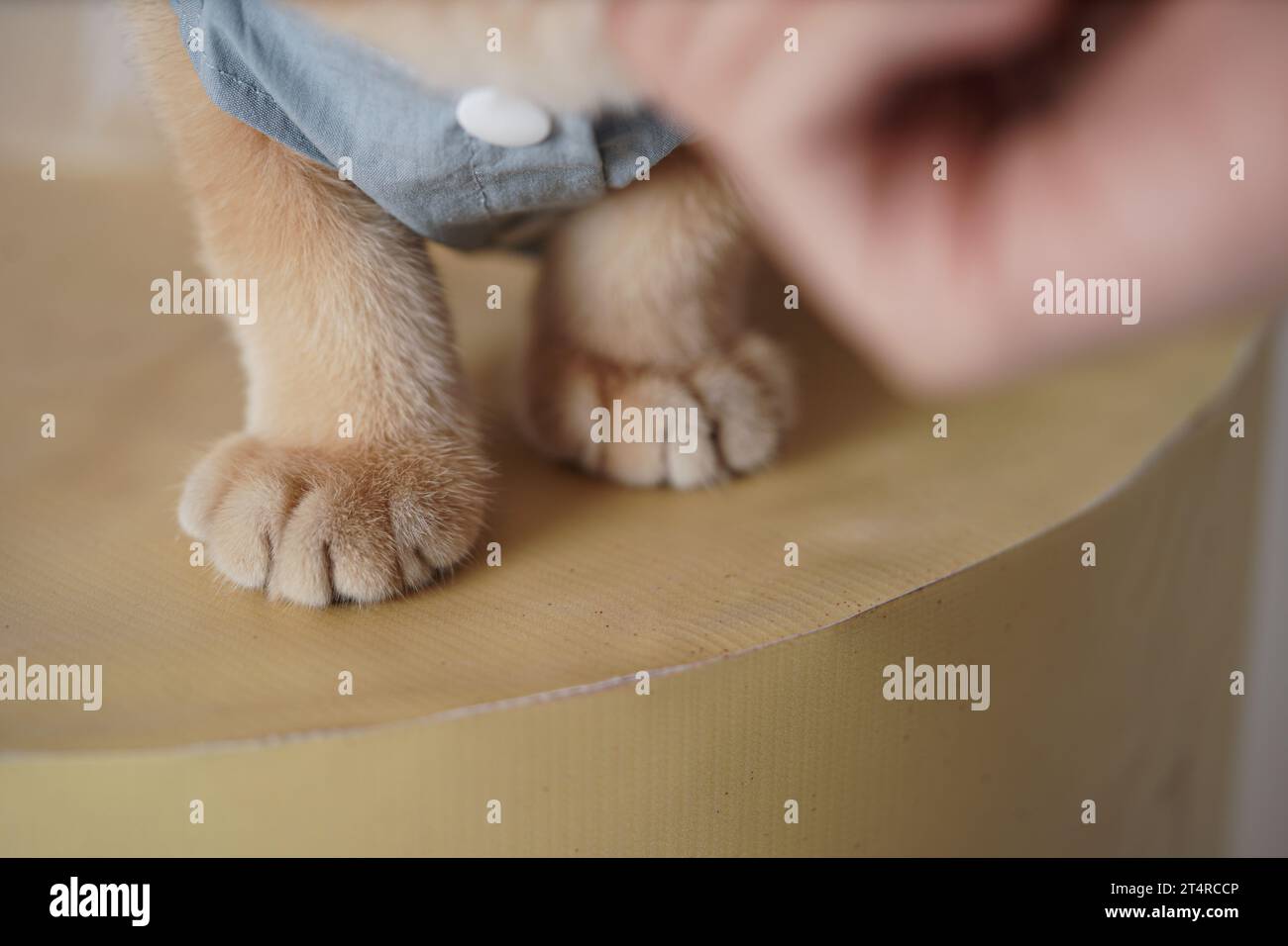 cute little kitten feet. close up of a dressed cat zoomed in to her ...