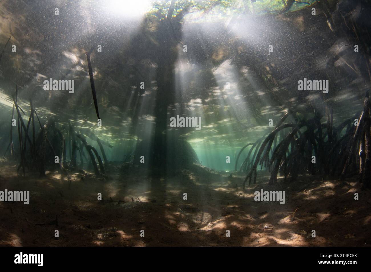 Beams of sunlight filter into the shadows of a mangrove forest in Raja ...