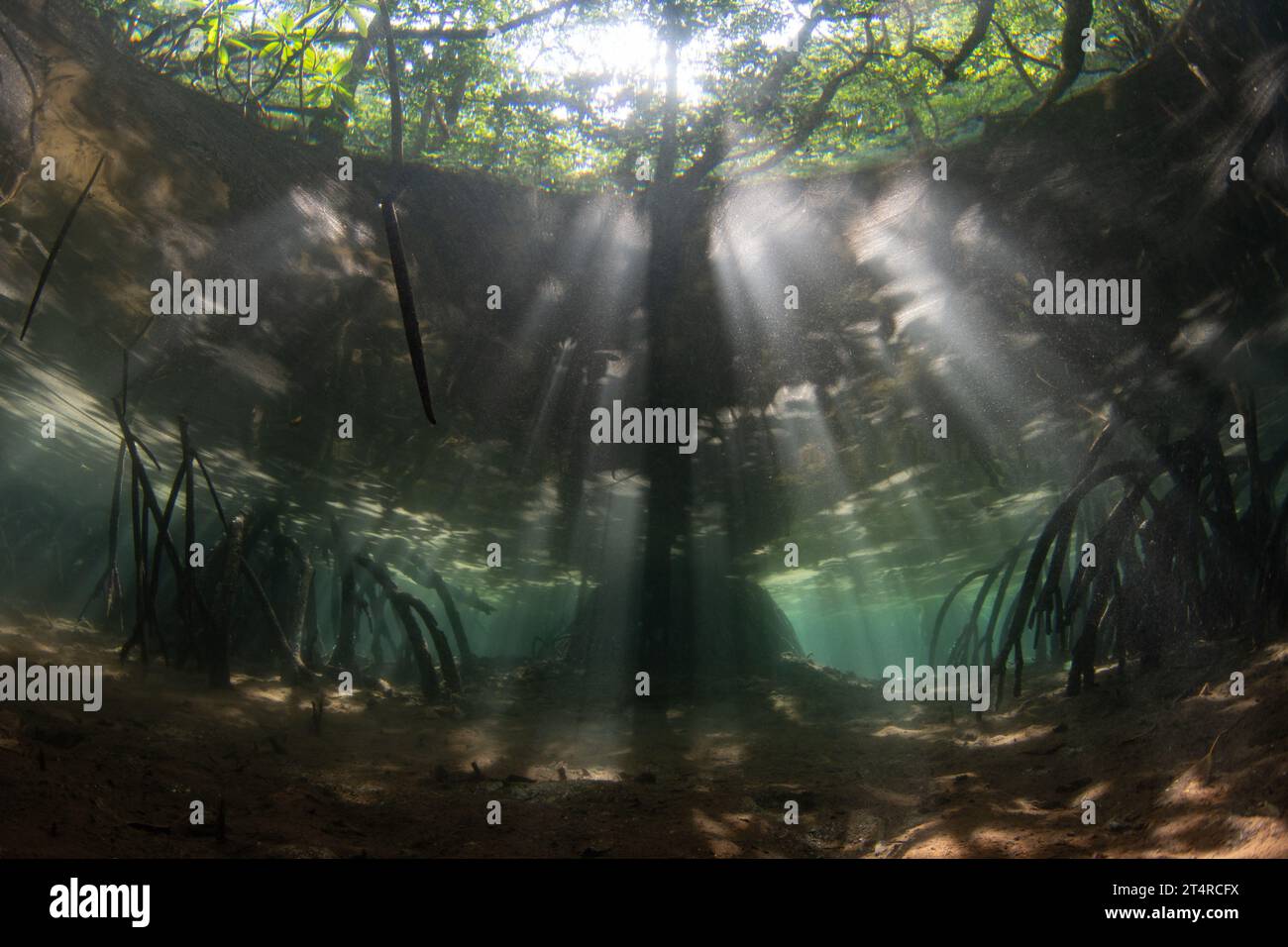 Beams of sunlight filter into the shadows of a mangrove forest in Raja ...