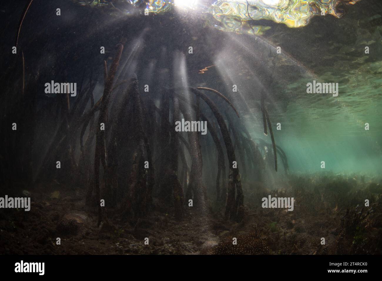 Beams of sunlight filter into the shadows of a mangrove forest in Raja ...