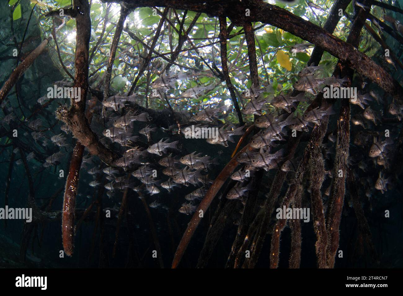 Orbiculate cardinalfish hover amid the shadows of a mangrove forest in ...