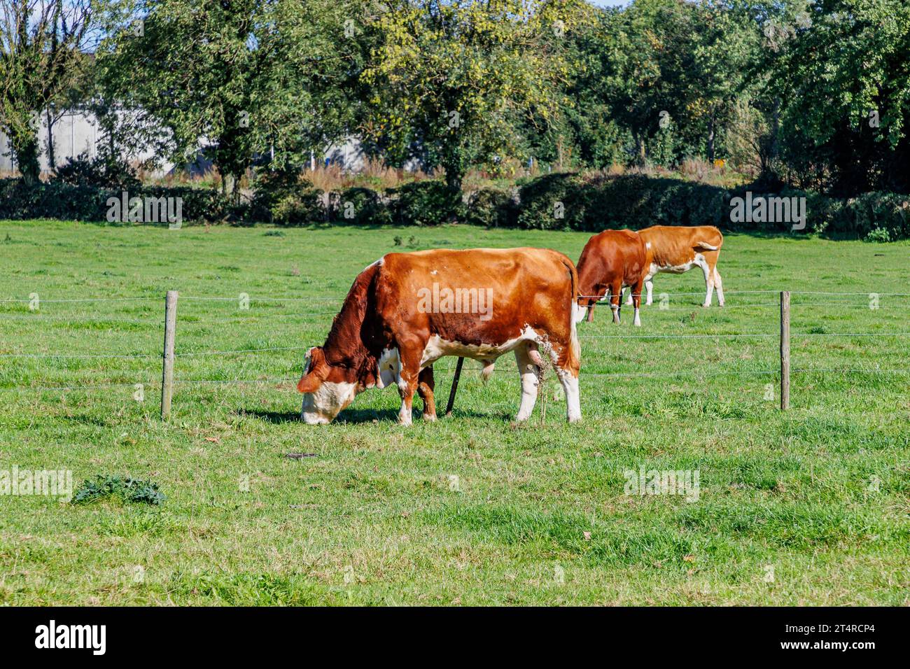 Dutch agricultural land with three brown cows calmly grazing, bushes ...