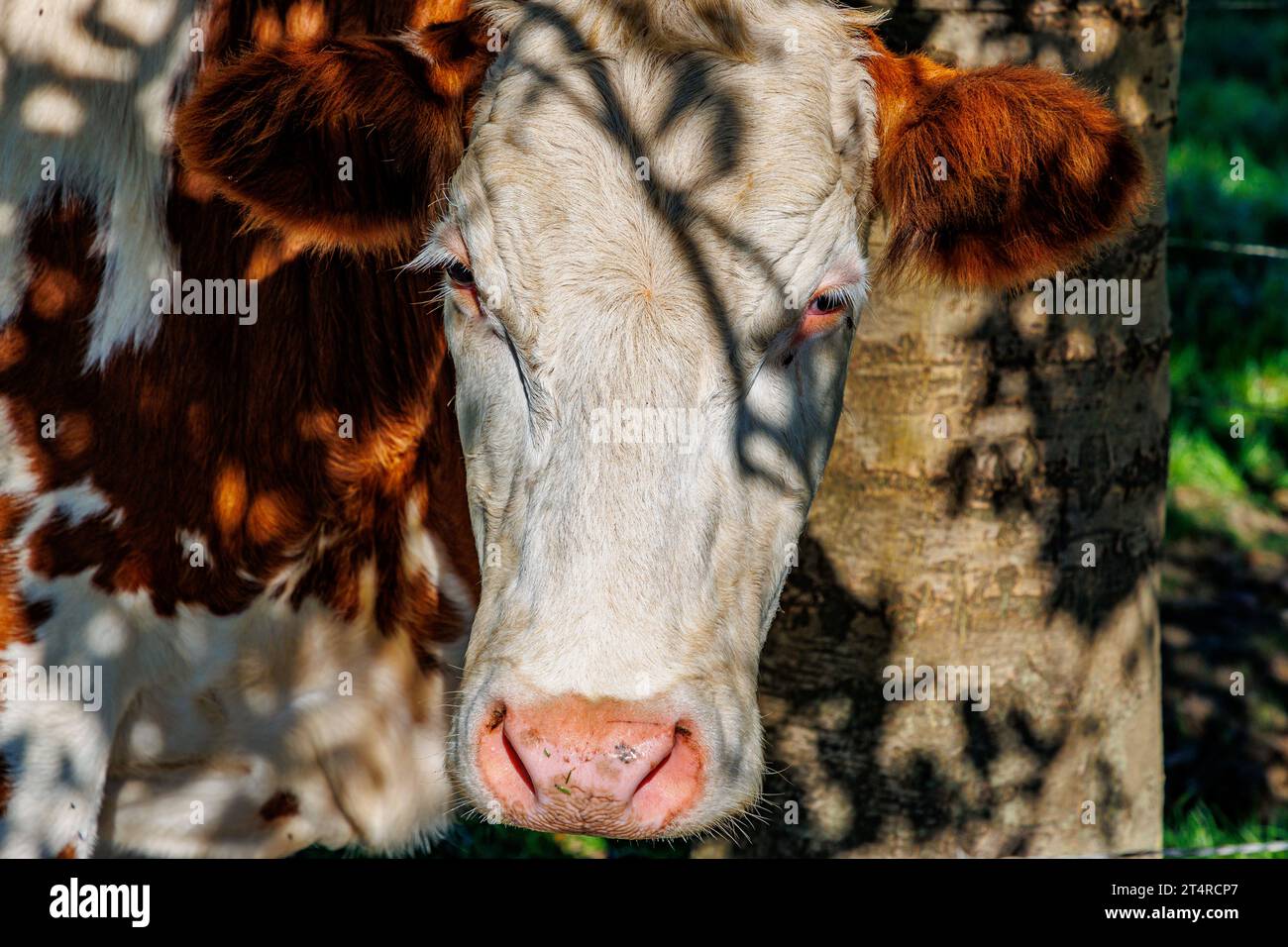 Frontal closeup of head of a brown cow with white spots and sunlight ...
