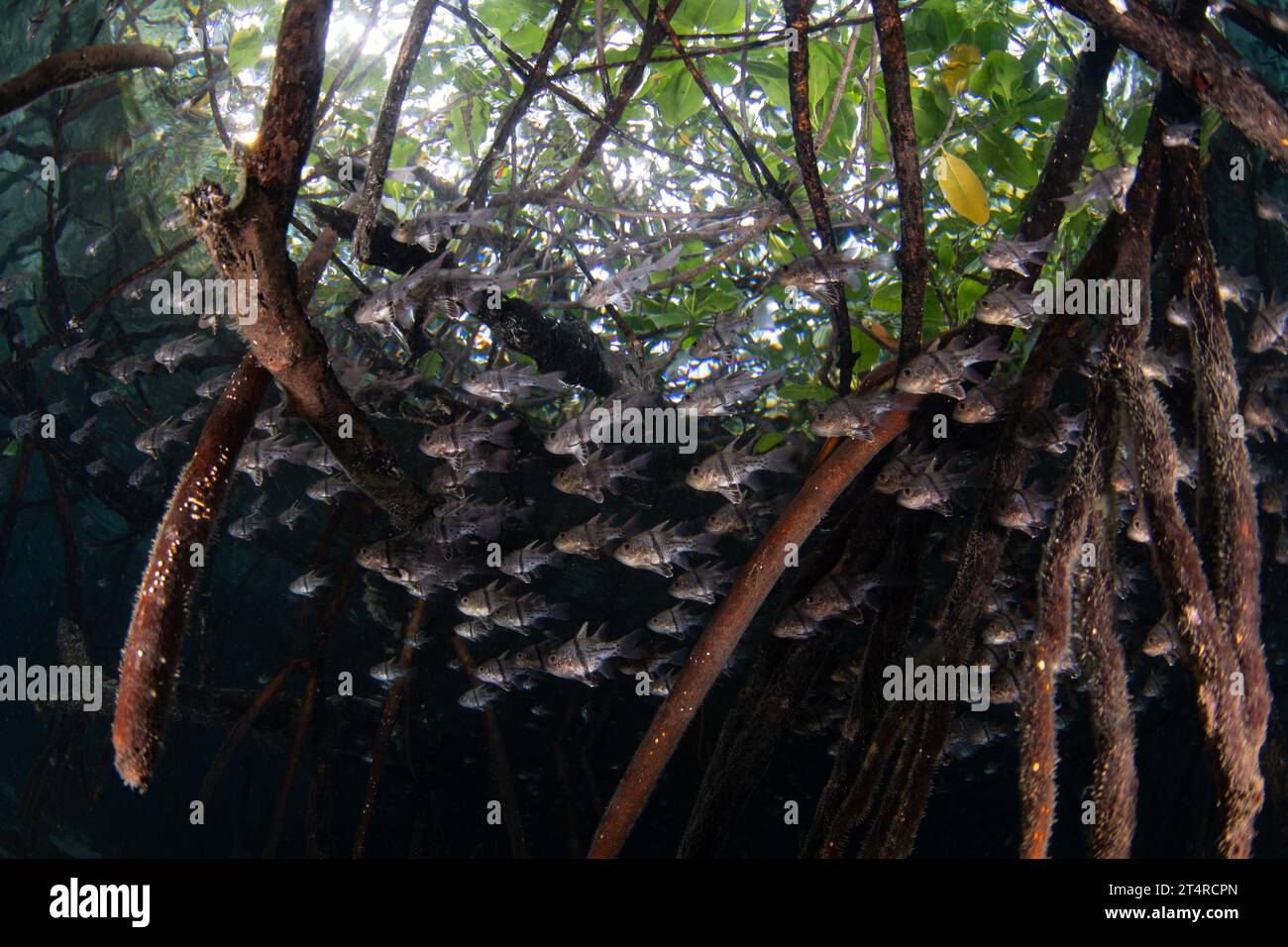 Orbiculate cardinalfish hover amid the shadows of a mangrove forest in ...