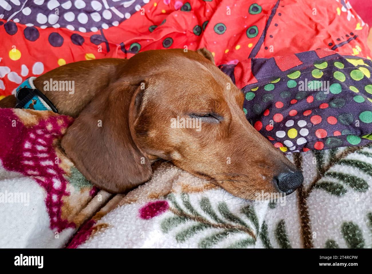 Short drooping snout hi-res stock photography and images - Alamy