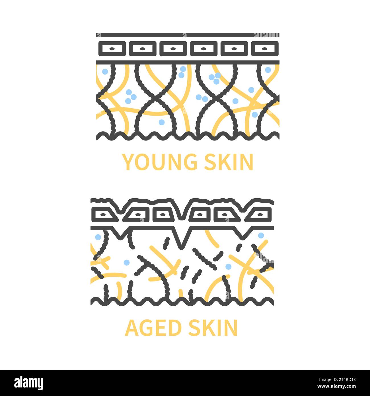 Illustration skin section Stock Vector Images - Alamy