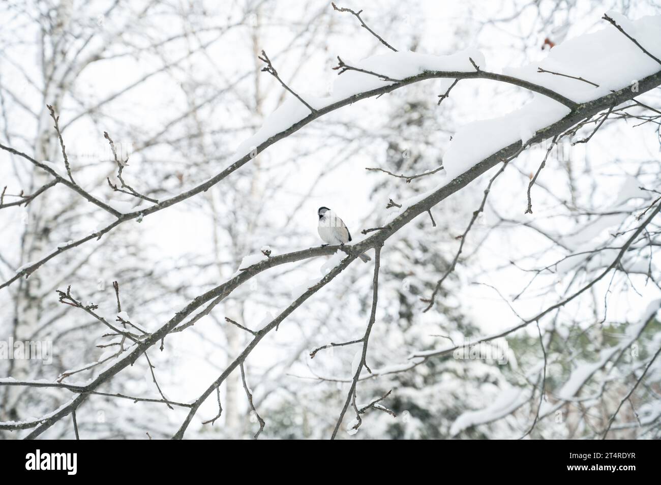 Flying male bullfinch hi-res stock photography and images - Alamy