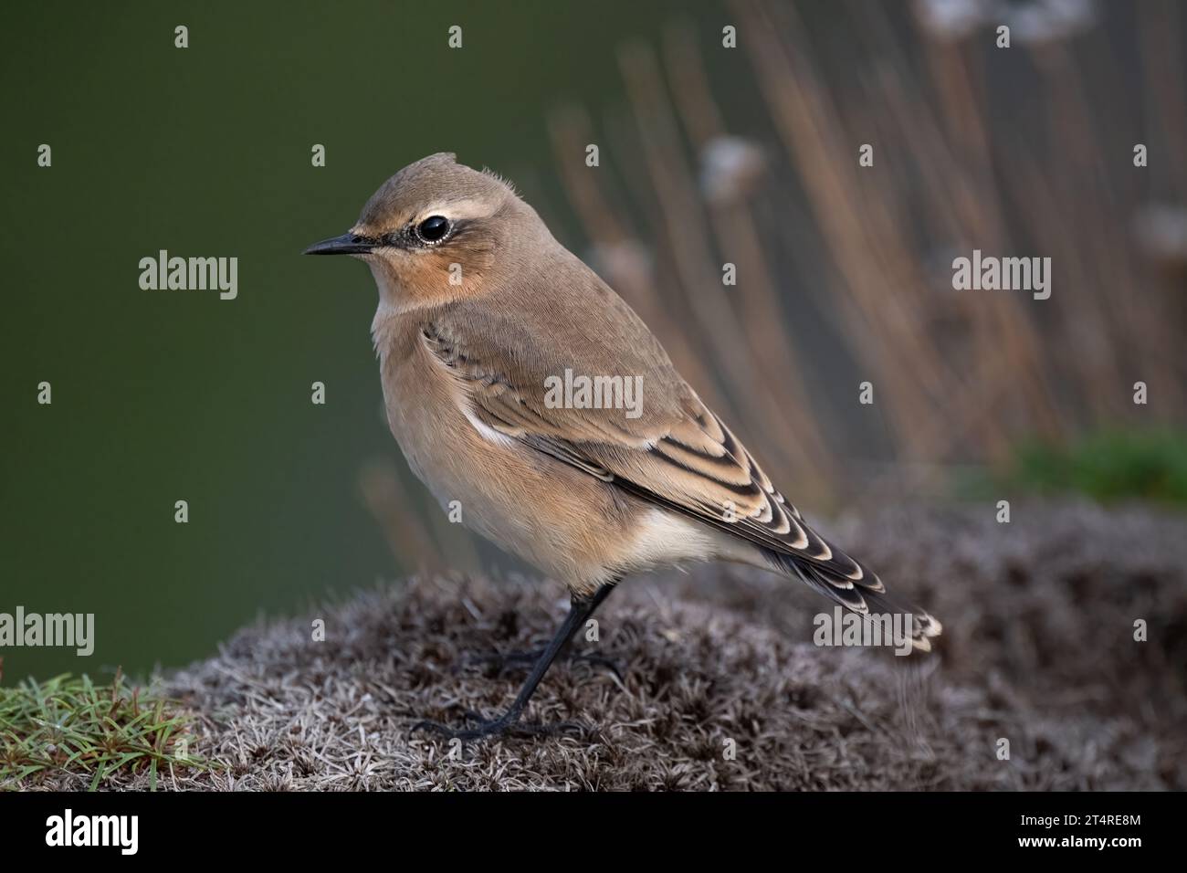 White rump wheatear hi-res stock photography and images - Alamy