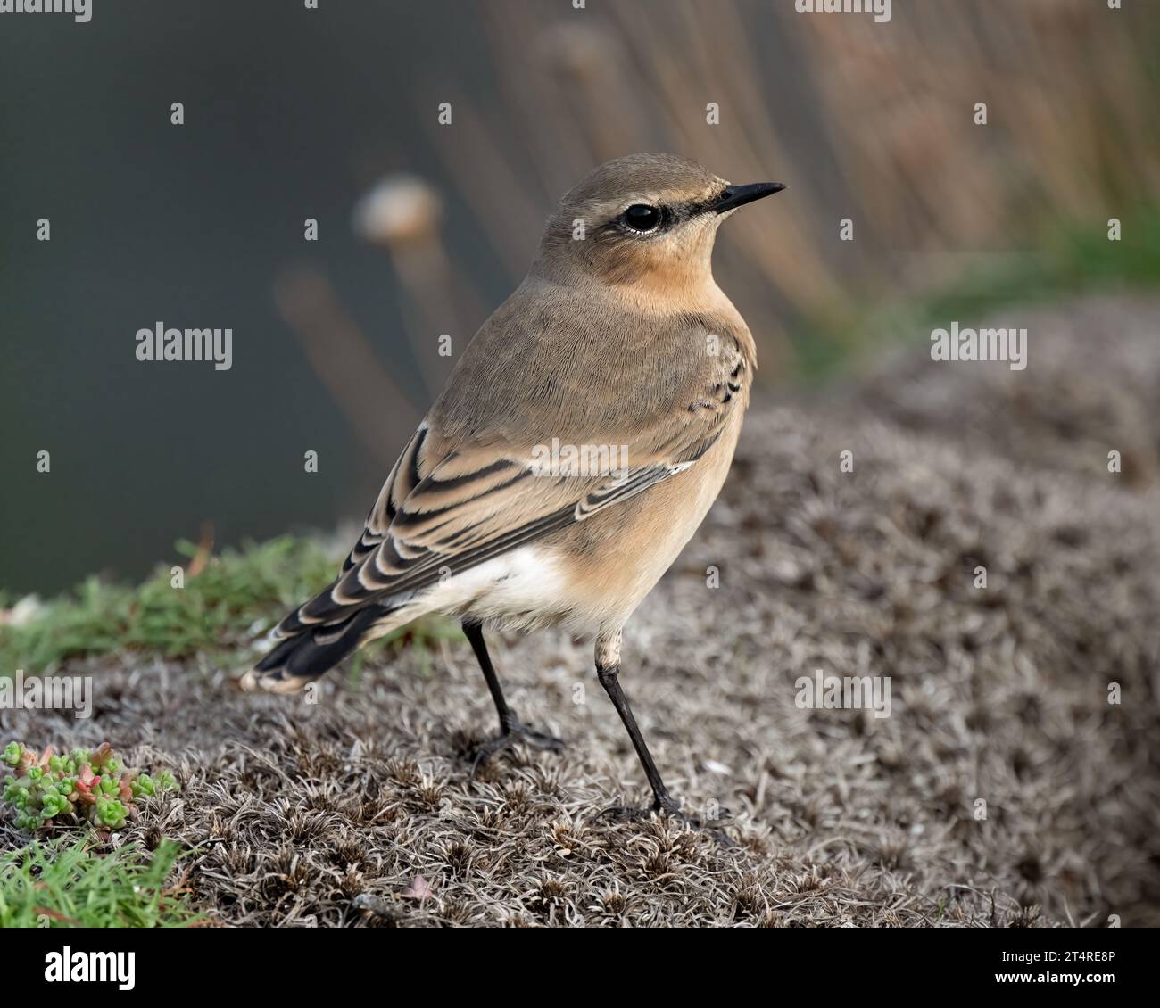 White rump wheatear hi-res stock photography and images - Alamy