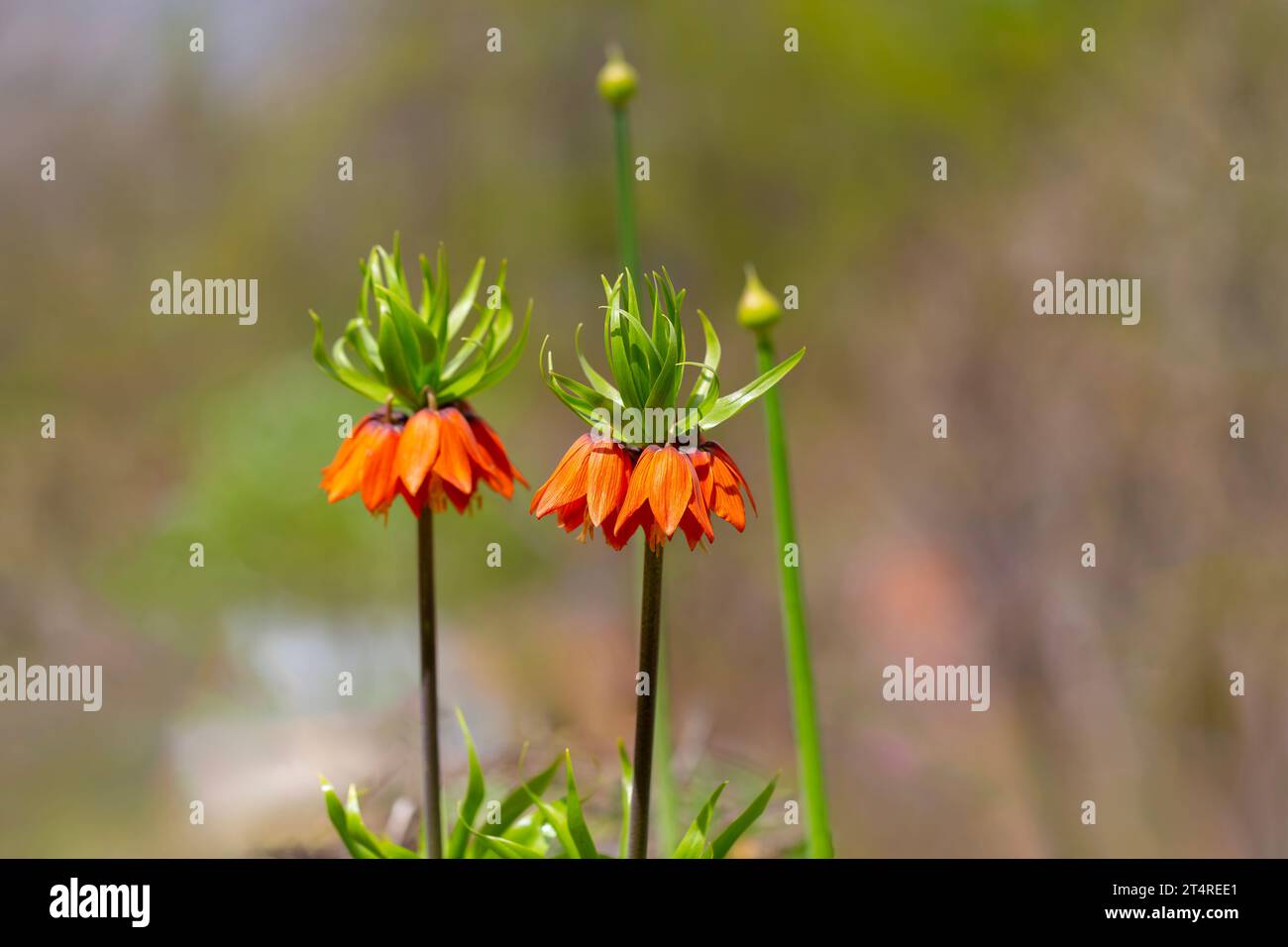 Turkish mountains in the skirts of the opposite lilies. Inverted lilies ...