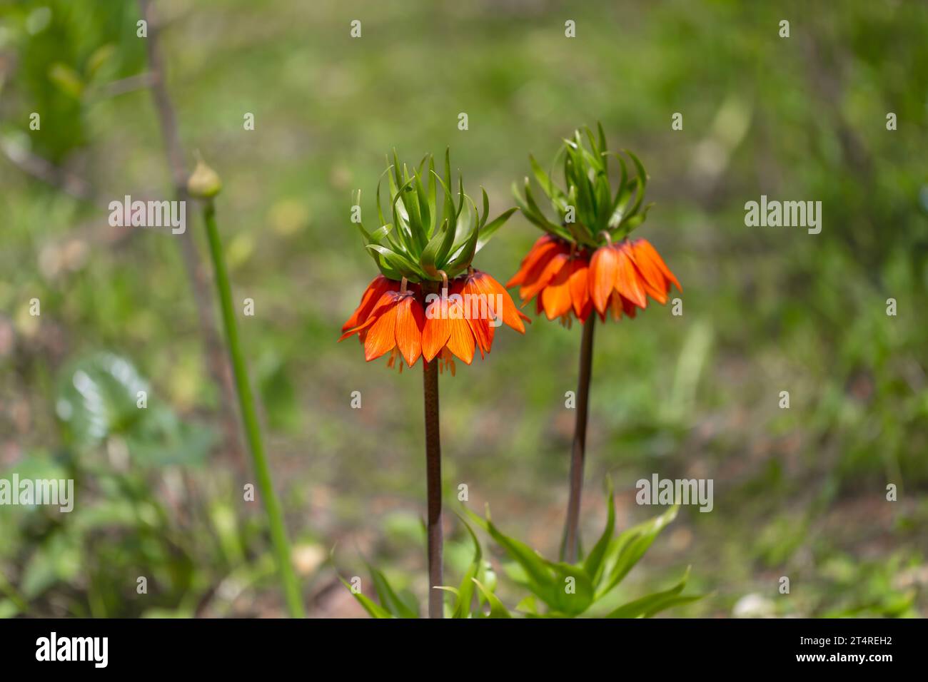 Turkish mountains in the skirts of the opposite lilies. Inverted lilies ...