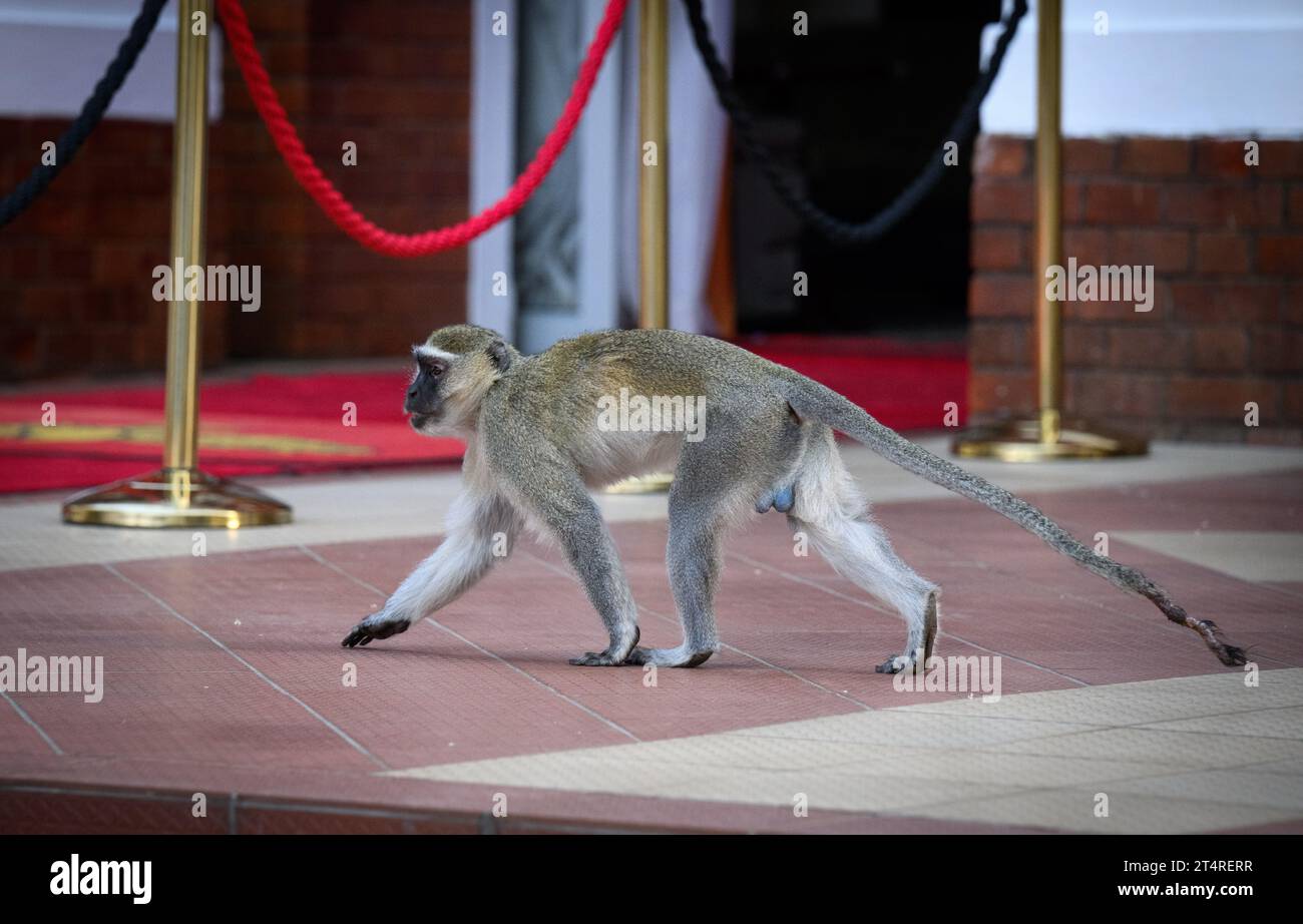 Lusaka, Zambia. 01st Nov, 2023. A monkey walks towards the red carpet ...