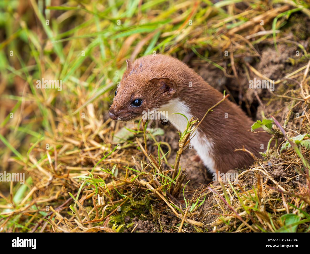 Weasel Looking out a Hole Stock Photo - Alamy