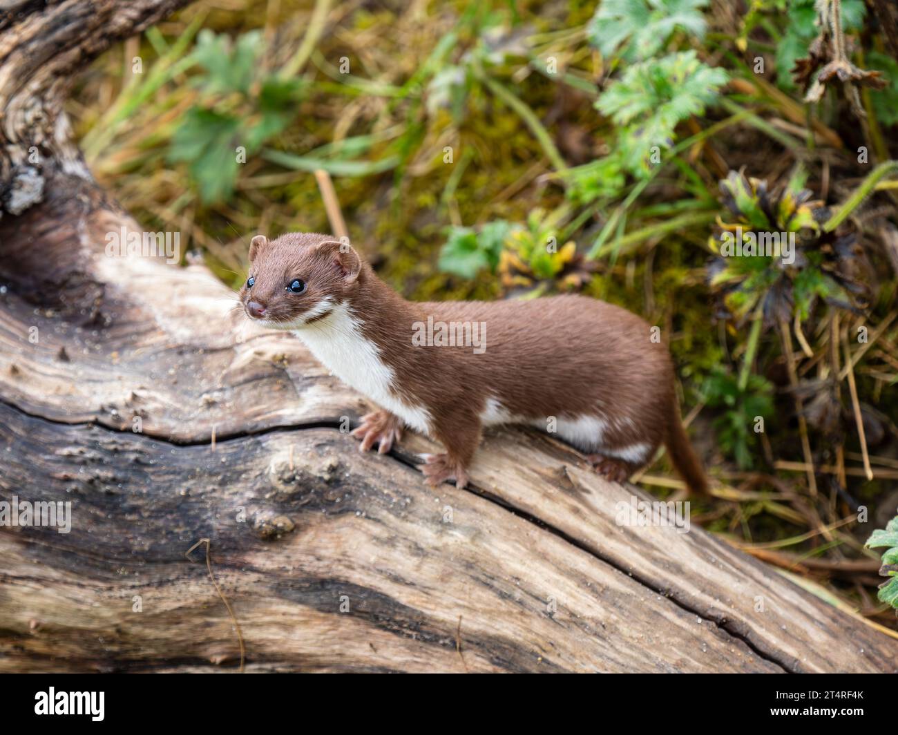 Weasel Looking out a Hole Stock Photo - Alamy