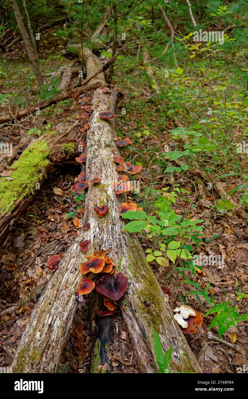 Lots of large mushroom type fungi growing and spreading on a fallen log ...