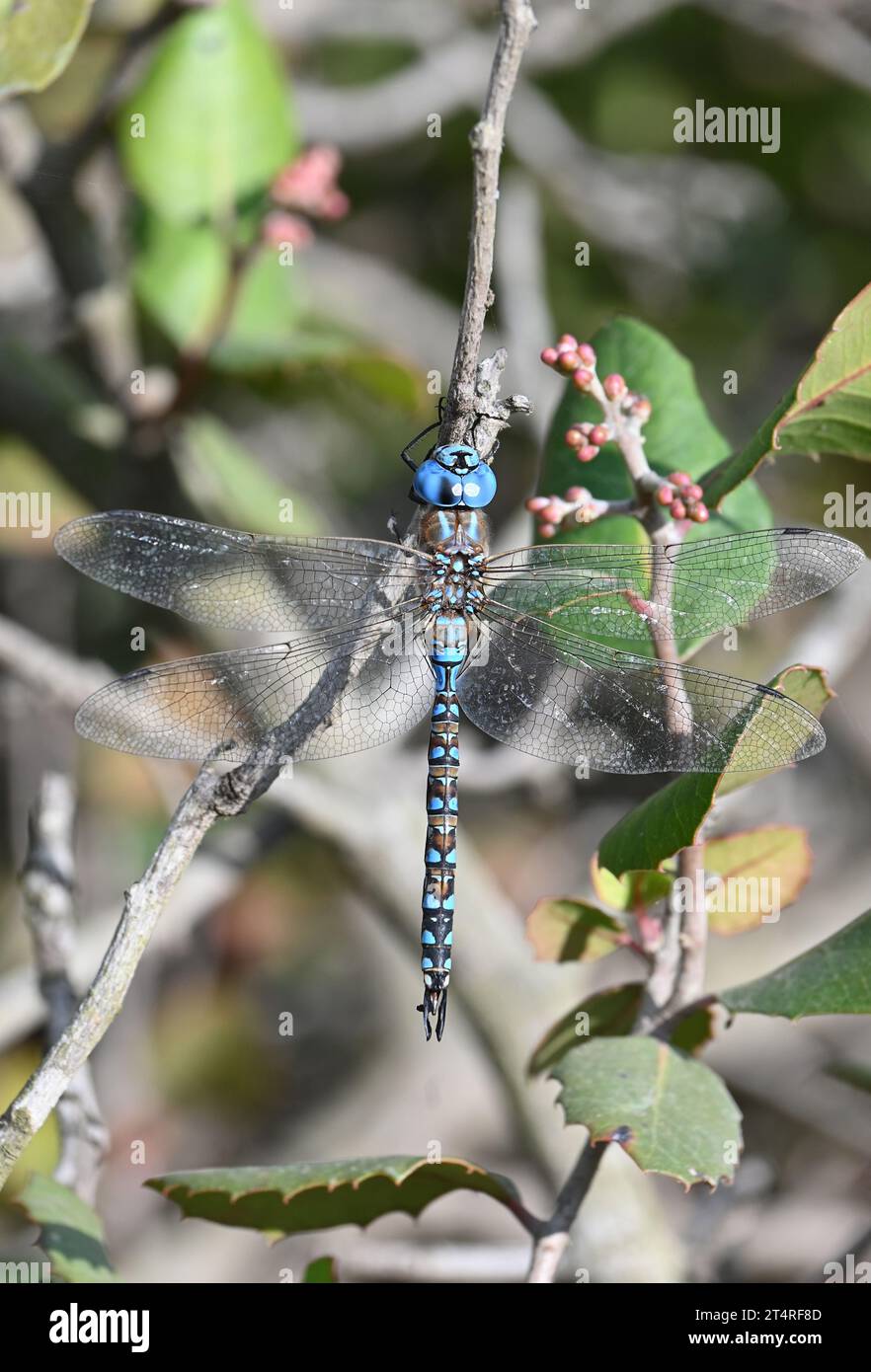 Blue-eyed Darner, Rhionaeschna multicolor, at San Joaquin Wildlife ...