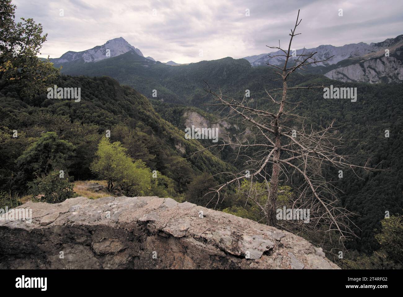 mountains covered by forest of Perucica Primeval Rainforest in Sutjeska ...