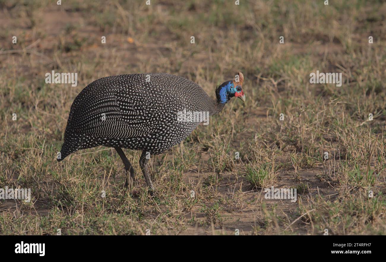 side view of helmeted guineafowl foraging for food on the ground in the ...