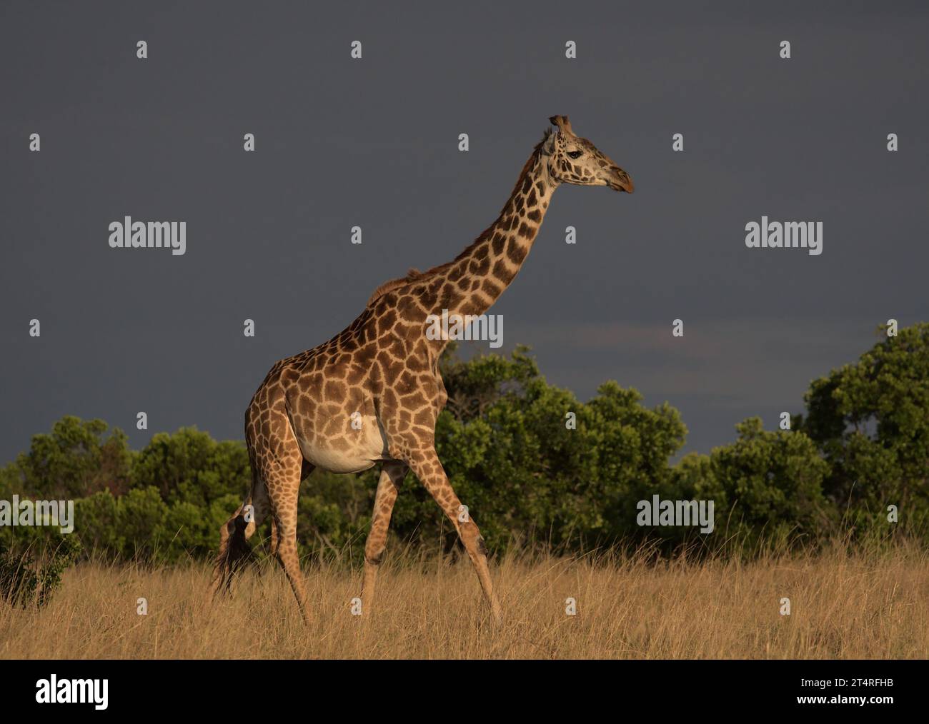 side profile of lone masai giraffe walking gracefully in the wild ...