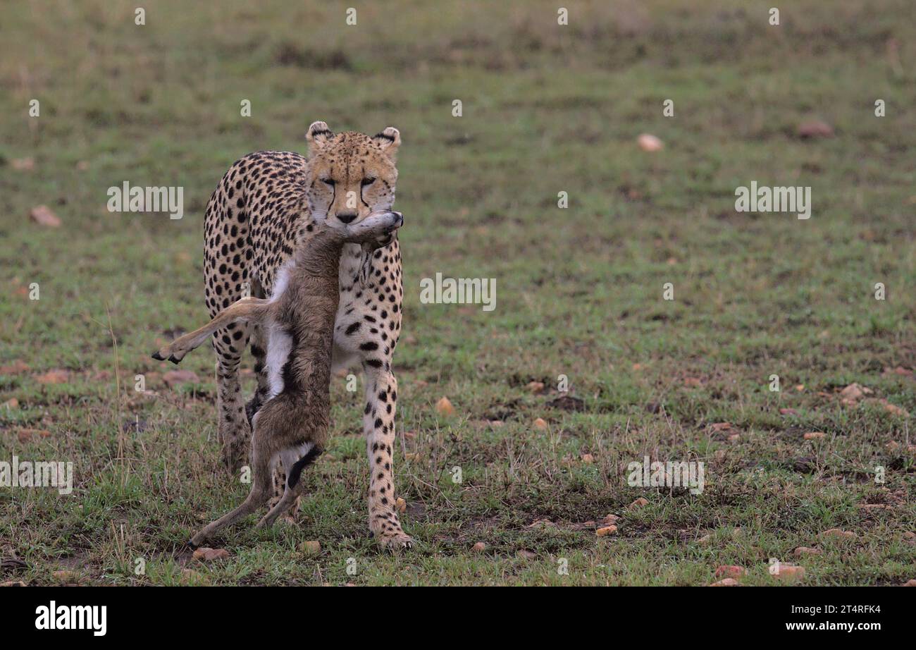 cheetah uses its mouth to grip a young thompson gazelle kill by its ...