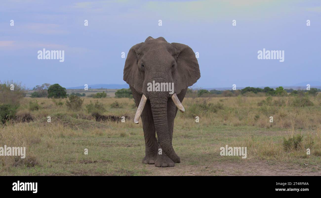 front view of large male african elephant walking in the wild savannah ...