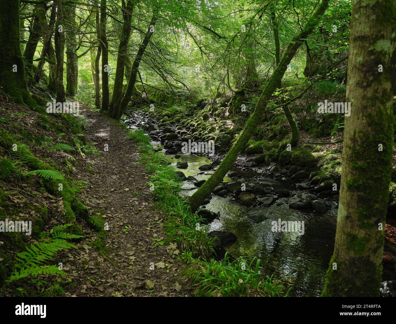 A September view upstream along the footpath beside the Eas Dhu burn at ...