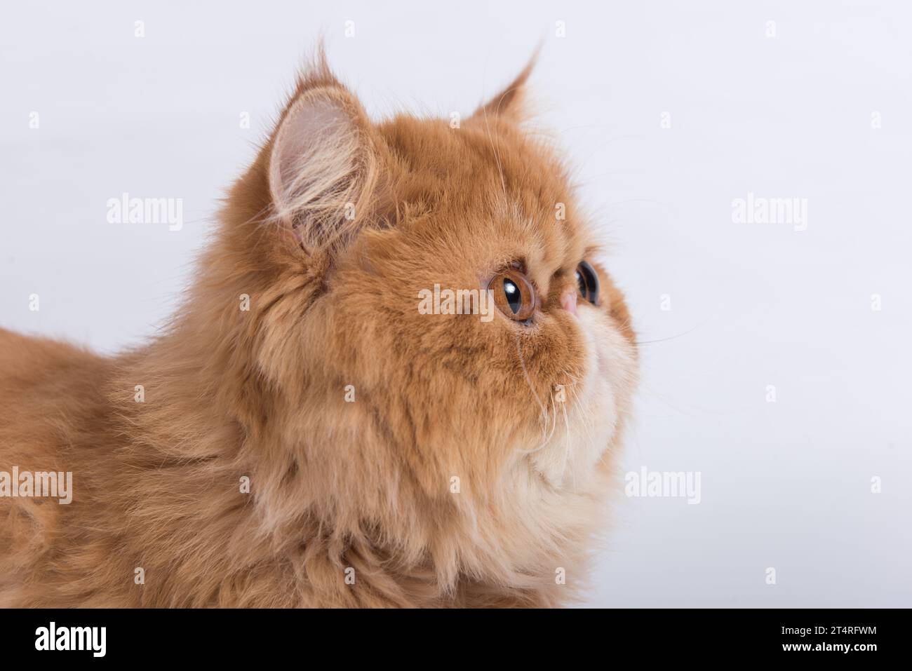 Persian Exotic Longhair cat profile muzzle is on white background Stock ...