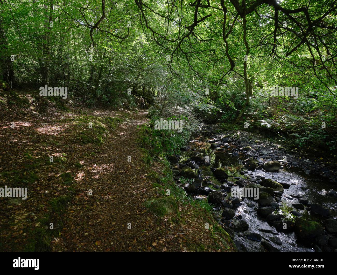 Strachur forest hi-res stock photography and images - Alamy